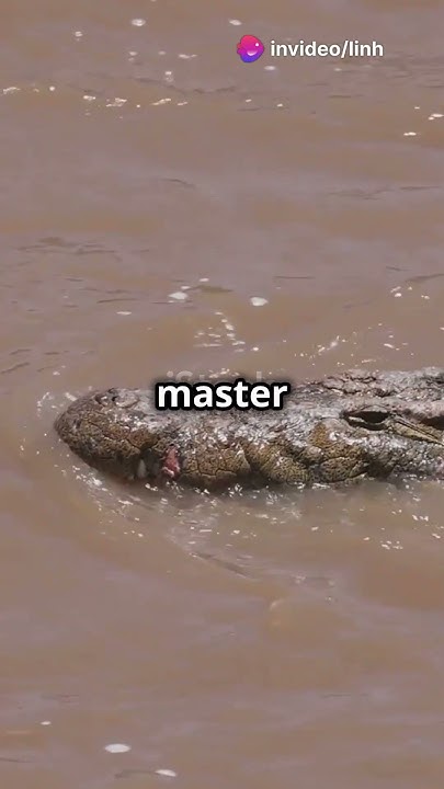 Crocodile's Wild River Feast! #animals #shortvideo #dangerous - YouTube