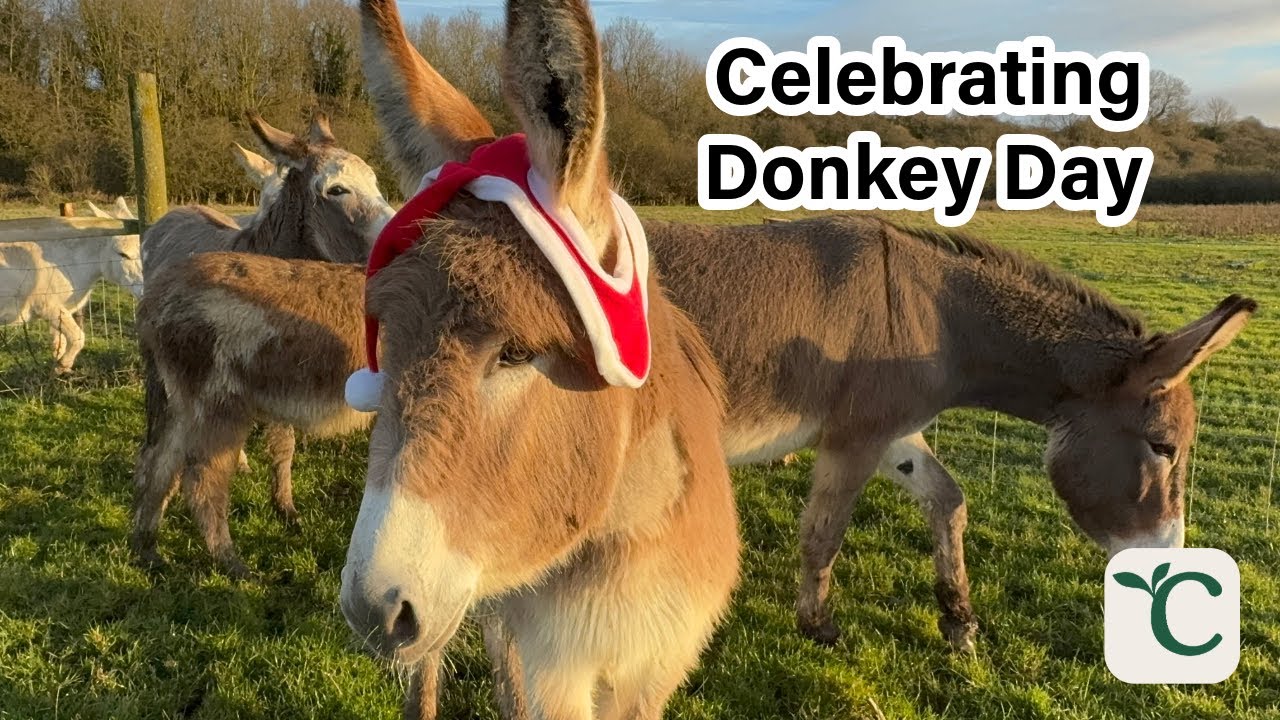 It’s our special Donkey day, morning sunrise, running and looking ...