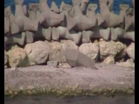 samsung smx f34 - YouTube