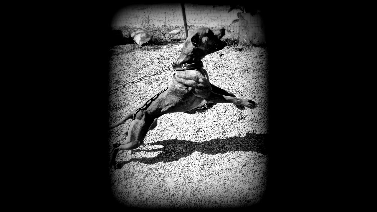 X TREME DOGS WORKING TEAM HELLAS Artemis 10 MONTHS - YouTube