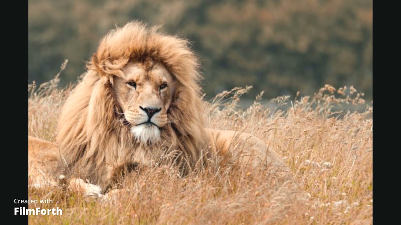 5 Fun Facts About Lions YouTube 5-fun-facts-about-lions-youtube