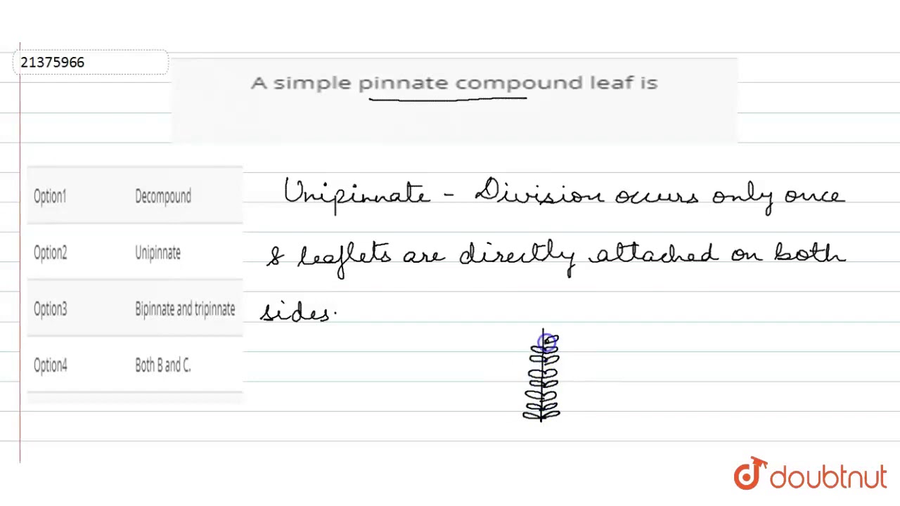Once Pinnately Compound Leaf