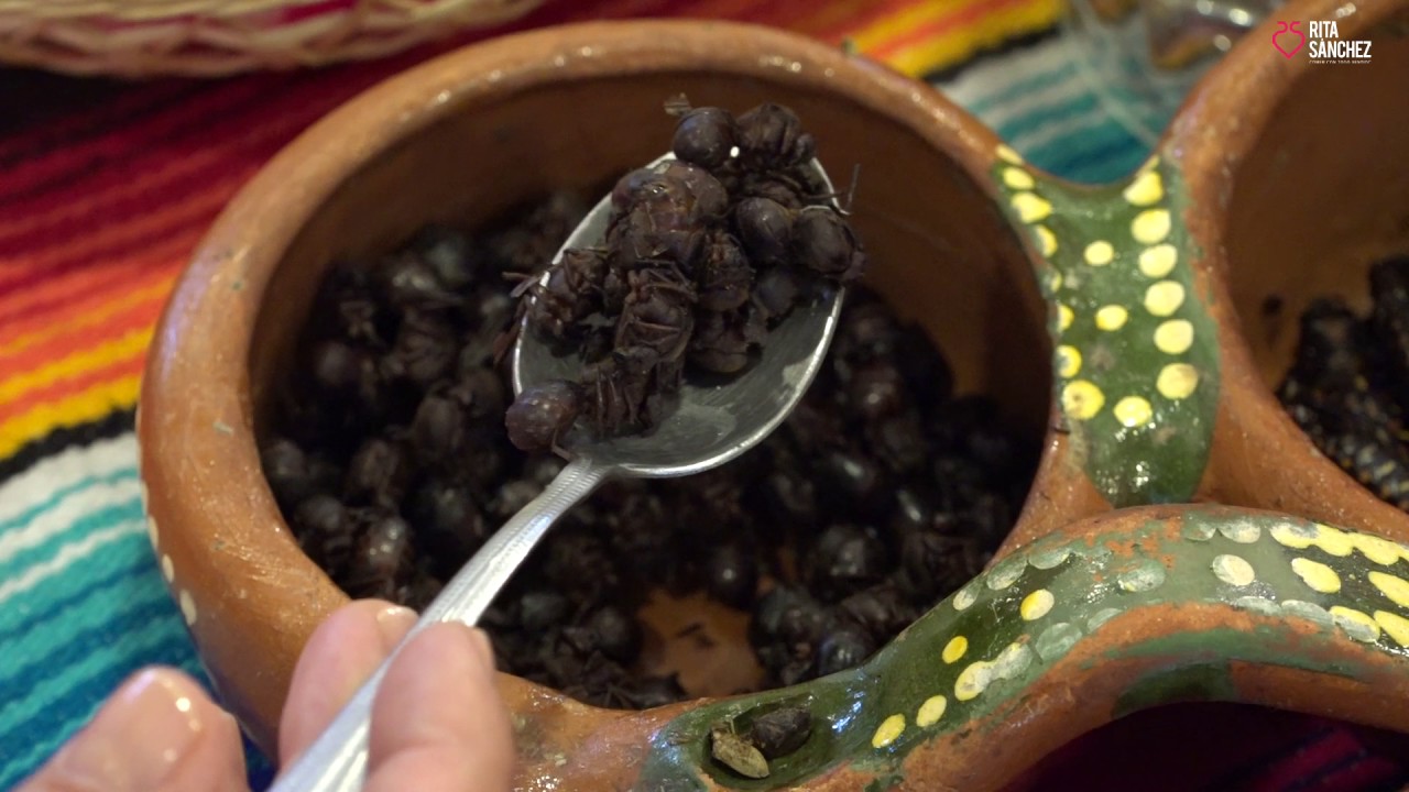 HORMIGA CHICATANA - YouTube