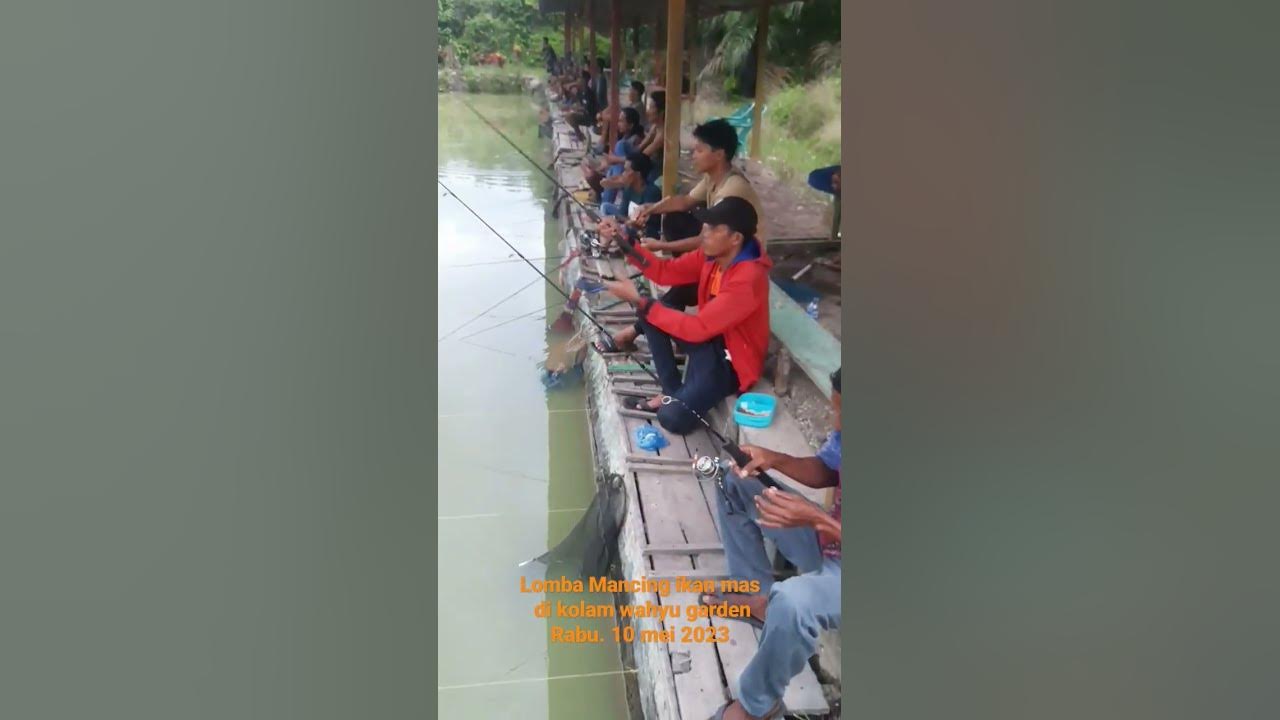 Peserta Lomba Mancing Ikan Mas Di Kolam Wahyu Garden Semuanya Peserta Strike - YouTube