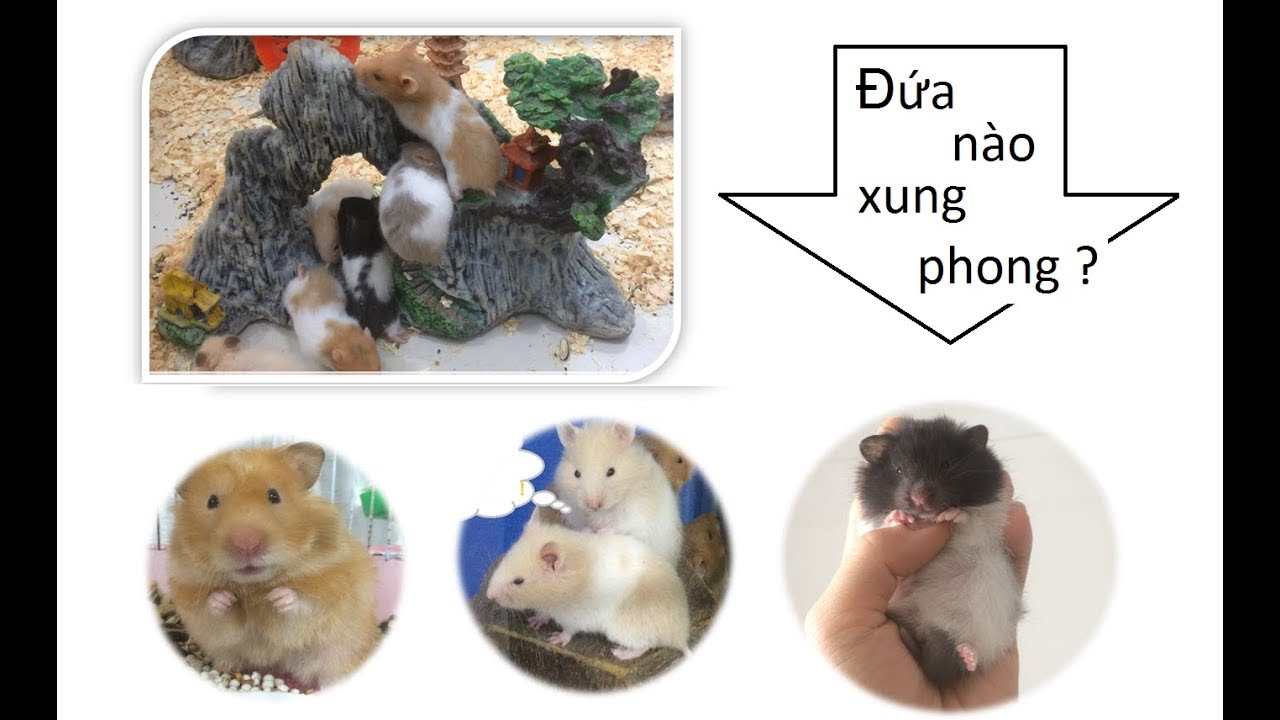Chuột Hamster Bear 60k - 80k l Shop Chuột Hamster Bình Dương Giá Rẻ ...