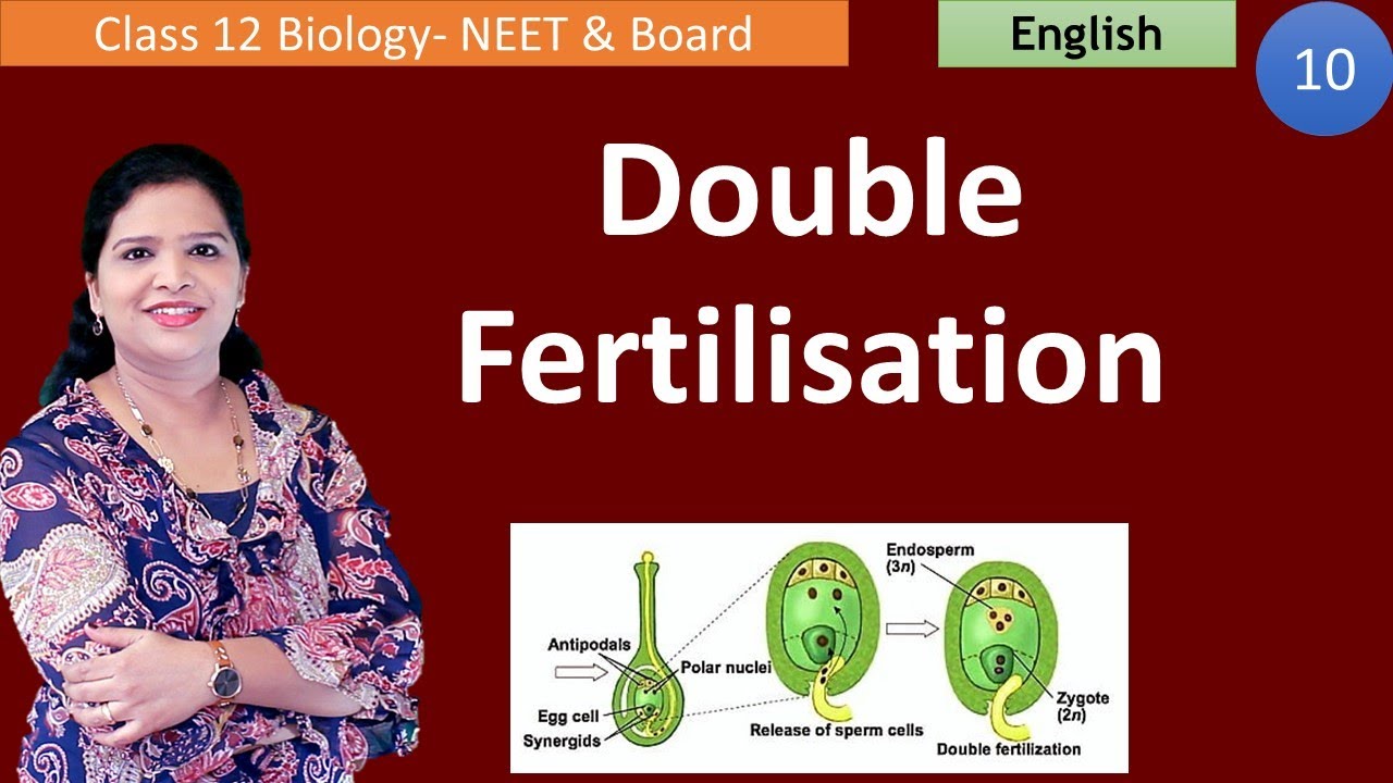 Fertilization Definition Biology