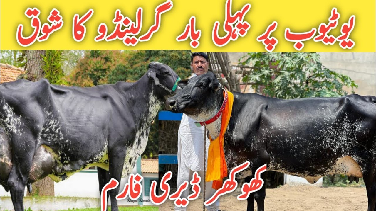 Khoker Dairy Farm | Garlando Cows | Australian cows | Jani Best | 30 ...