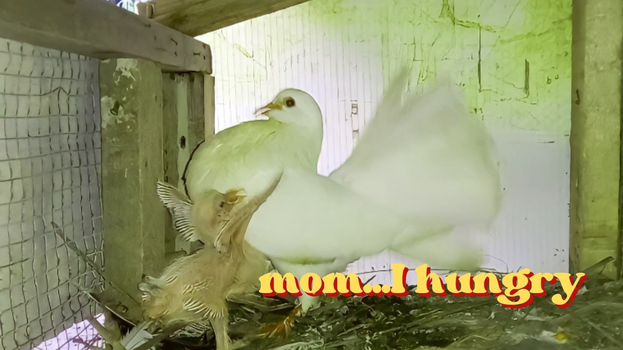 ANAK MERPATI MENJERIT KELAPARAN - YouTube