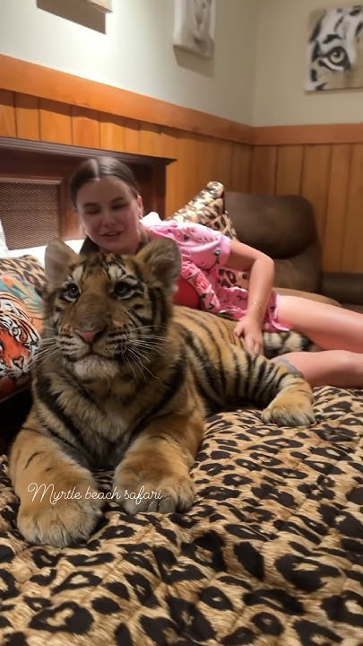 Tiger cuddles🐯☮️🤍 - YouTube