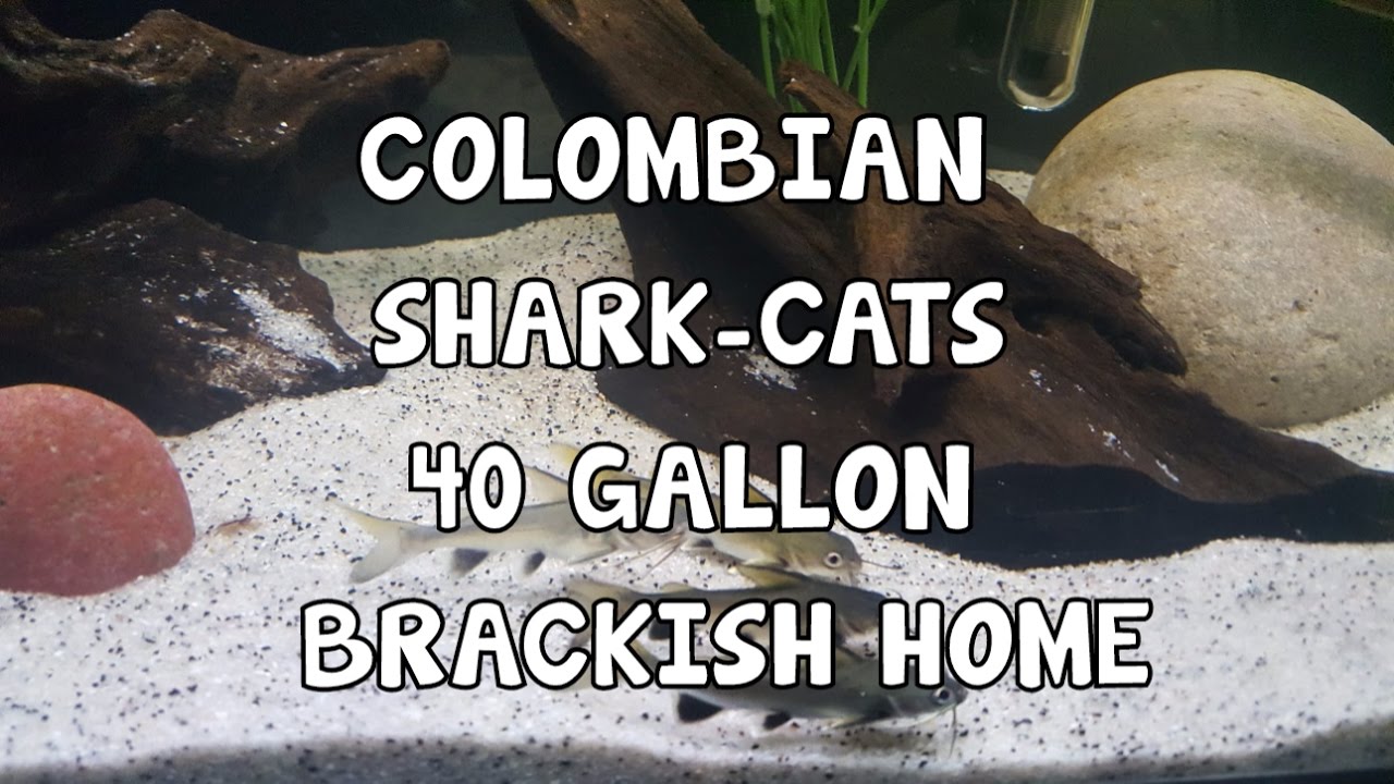 COLUMBIAN SHARKS│BRACKISH│TANK│REVEAL - YouTube