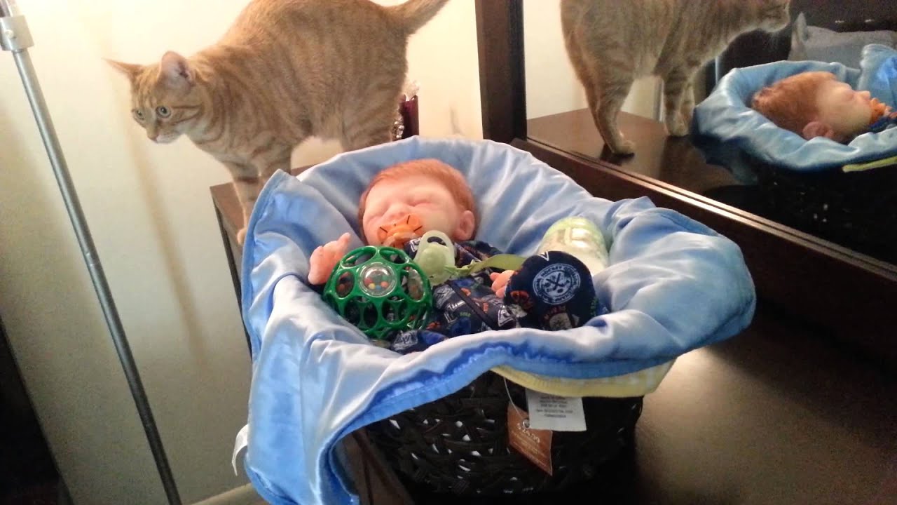 The Cats Meet Full Body Silicone Baby Dakota! - YouTube