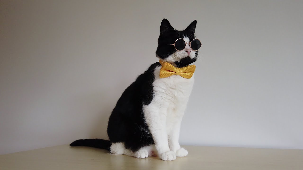 Dapper Cat | 4K - YouTube