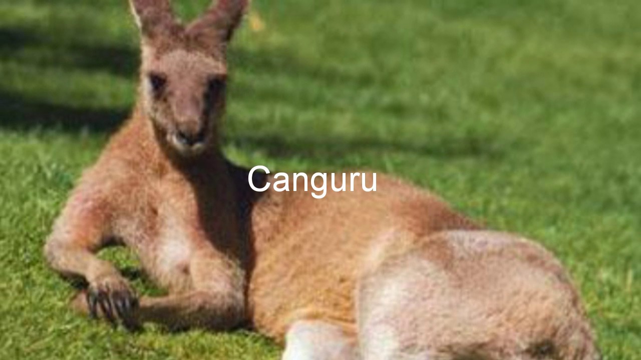 Canguru e a sua história - YouTube