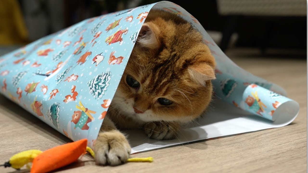 Wrapping a cat in New Year's wrapping paper - YouTube