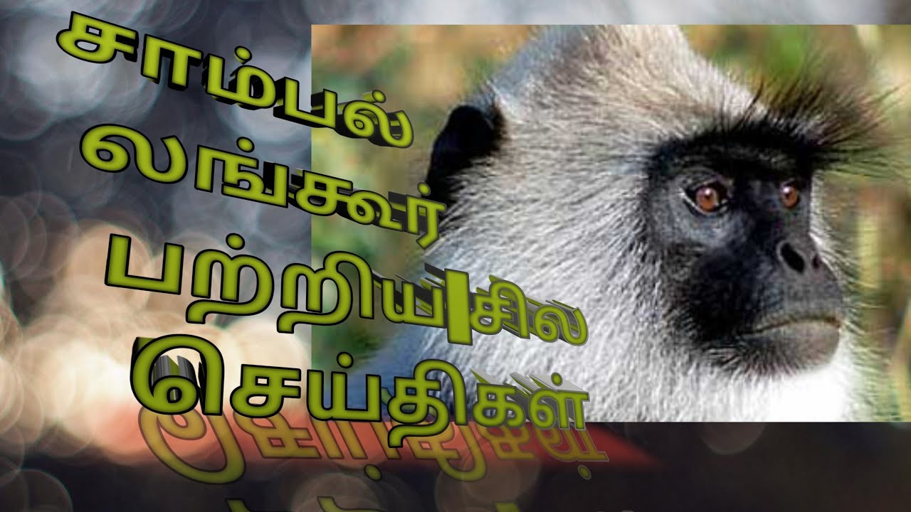 some news about grey langur monkey in Tamil - YouTube