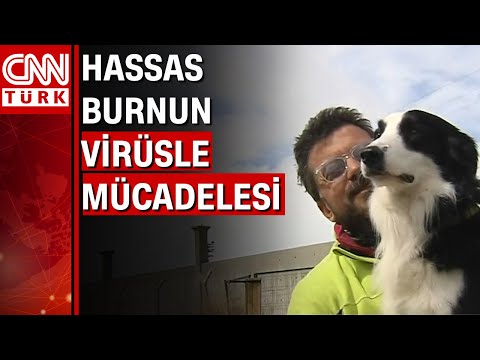 Dedektör köpeklerle virüs olup olmadığı belirlenecek