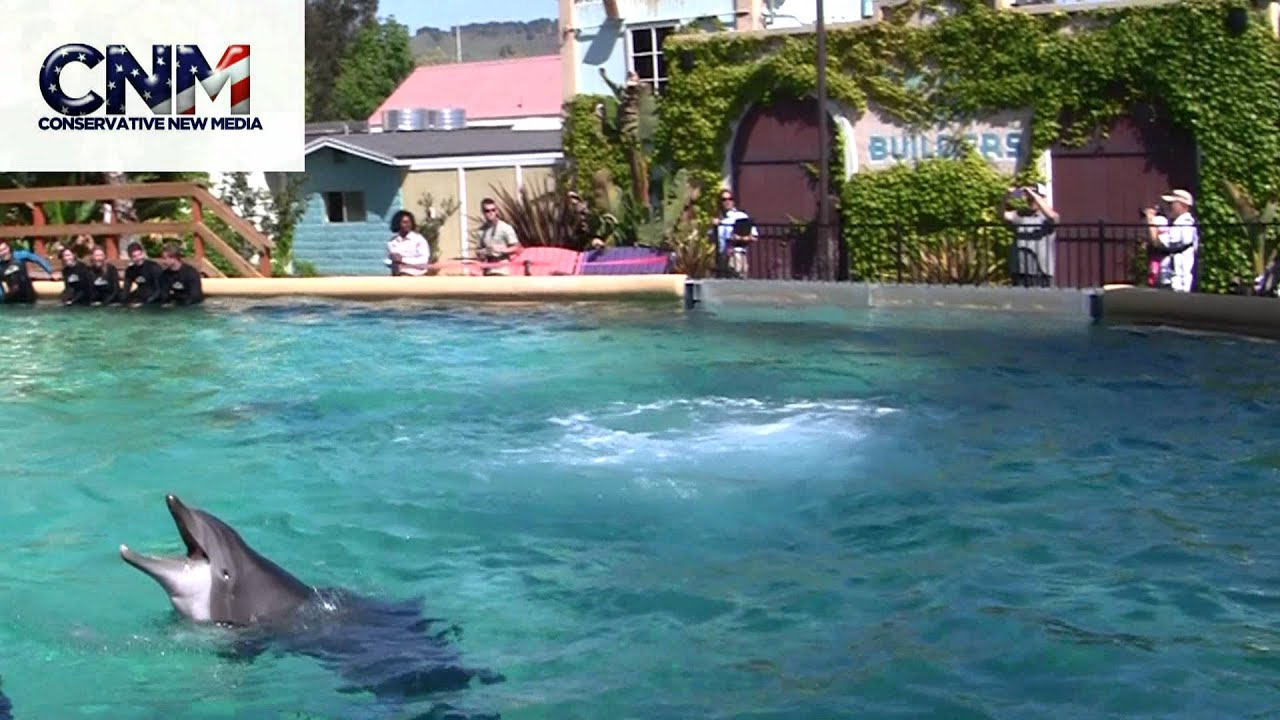 Dolphins Jumping and one "Waves Goodbye" - 1080P High Definition (HD ...