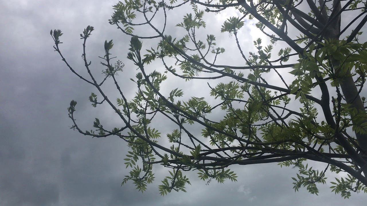 Common ash - branches, twigs & leaves - May 2019 - YouTube