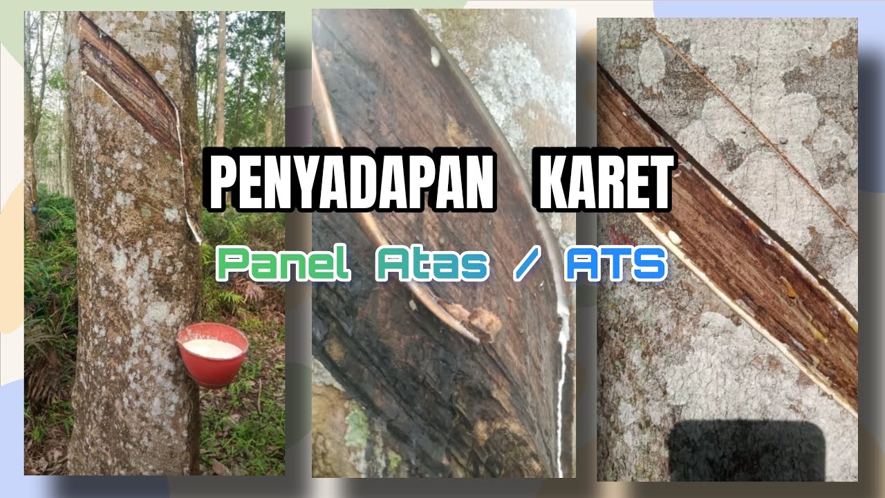 Sadap Karet Panel Atas / Deres ATS || Rubber Plantation - YouTube