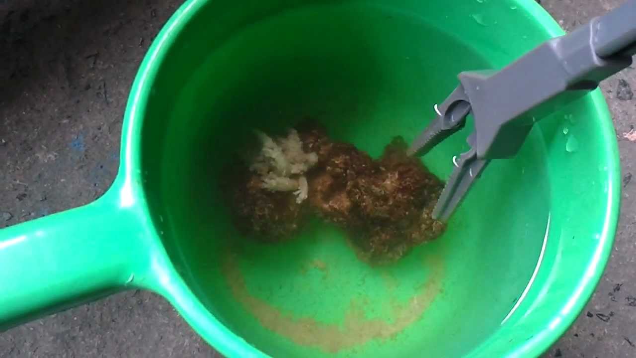 REVIVE Coral Cleaner #1 - YouTube