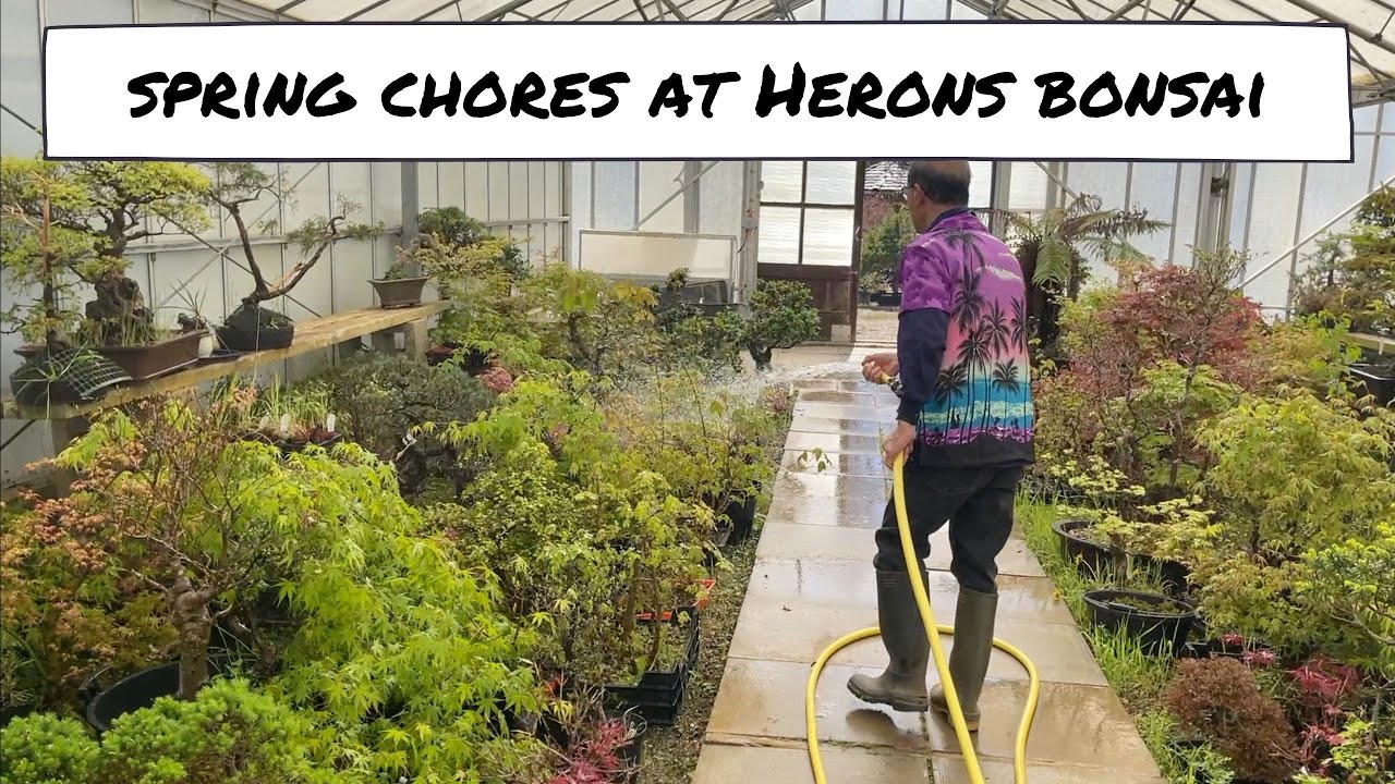 Spring Chores at Herons Bonsai Nursery - YouTube