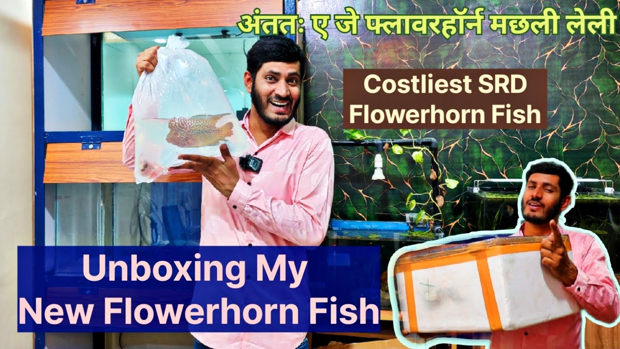 Unboxing my New Flowerhorn - My First Costliest SRD Fish Revealing ...