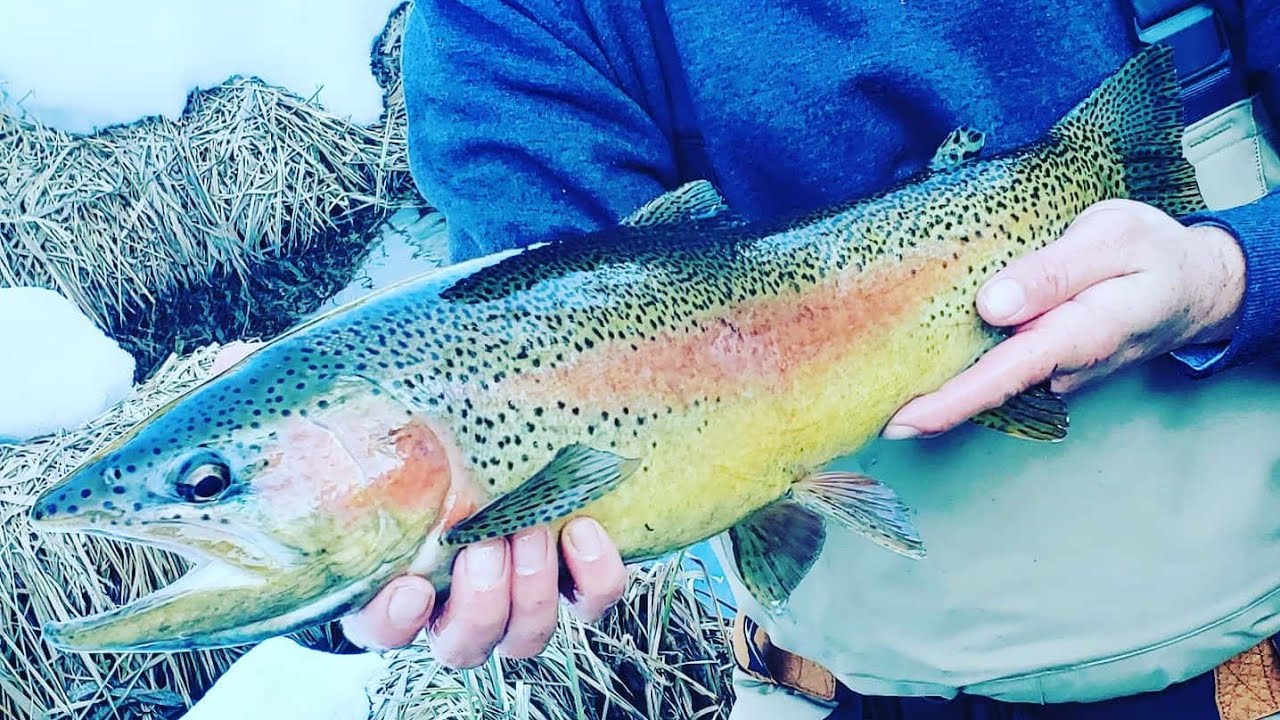 BIG trout fly fishing Oregon - YouTube