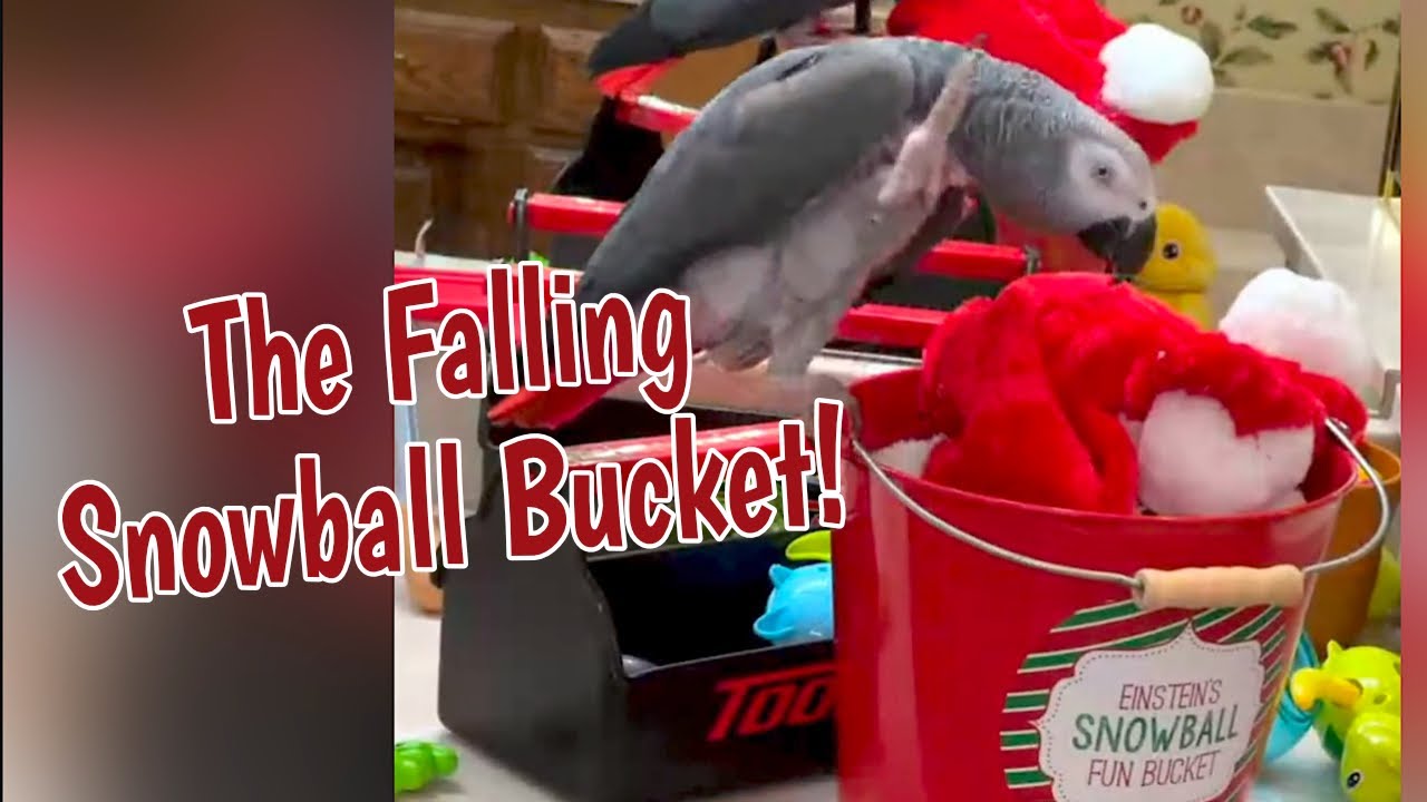 Einstein Parrot's Falling Snowball Bucket! - YouTube
