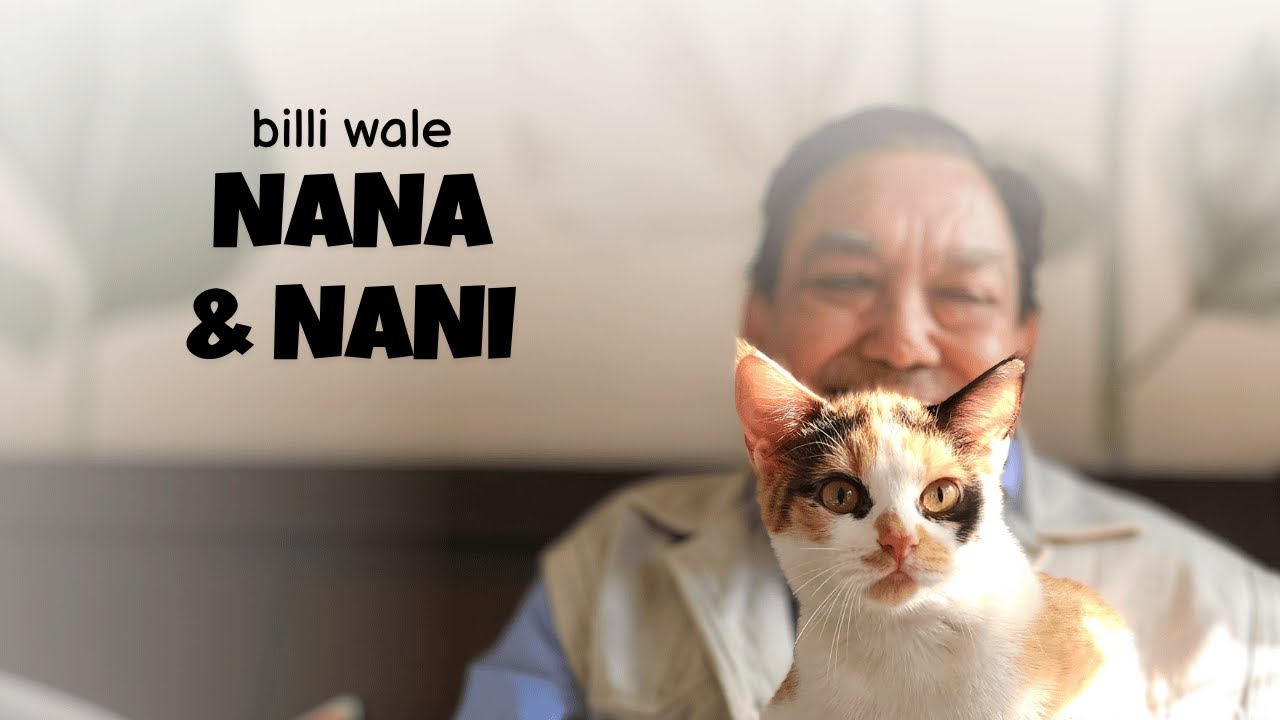 Love, laughter, and cats: Meet Nana and Nani's adorable furry family 🐱 ...