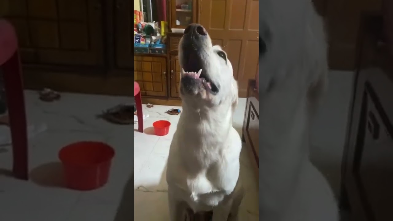 TALKING LABRADOR | Cute labrador #shorts - YouTube