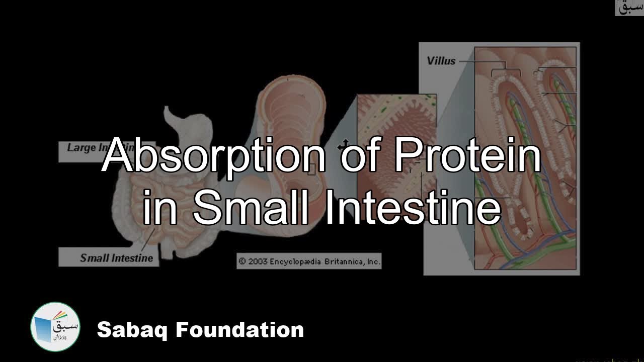 Absorption of Protein in Small Intestine, Biology Lecture | Sabaq.pk ...