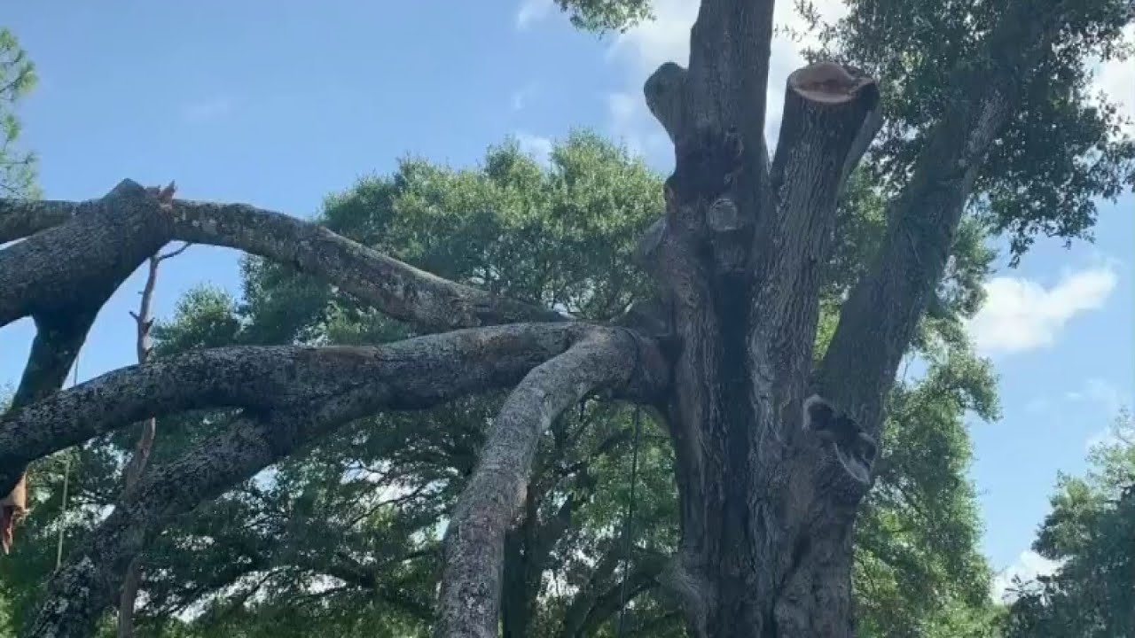 Firefighters rescue tree trimmer stuck in tree in Longwood - YouTube