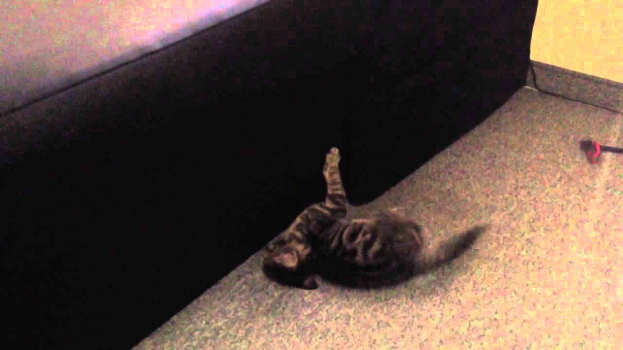 Crazy Kitty - YouTube