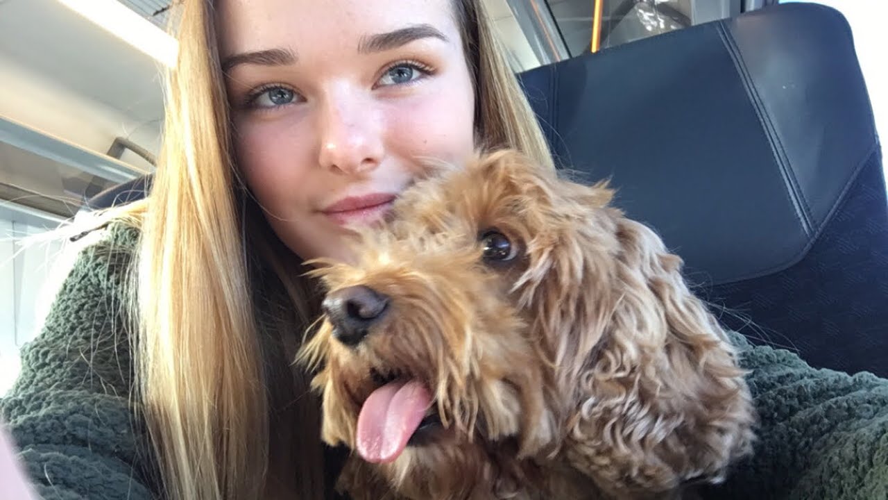 Poppy Cockapoo's London Tour 2019 - YouTube