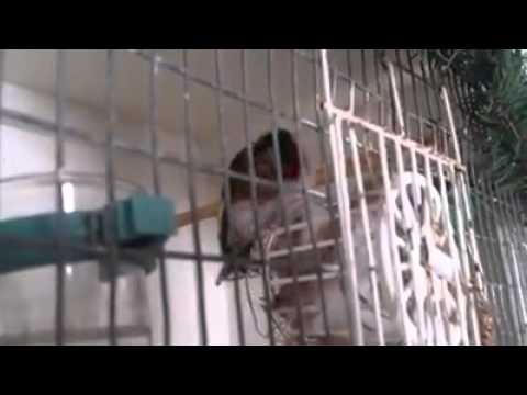 Gardelina 8pikshe femer