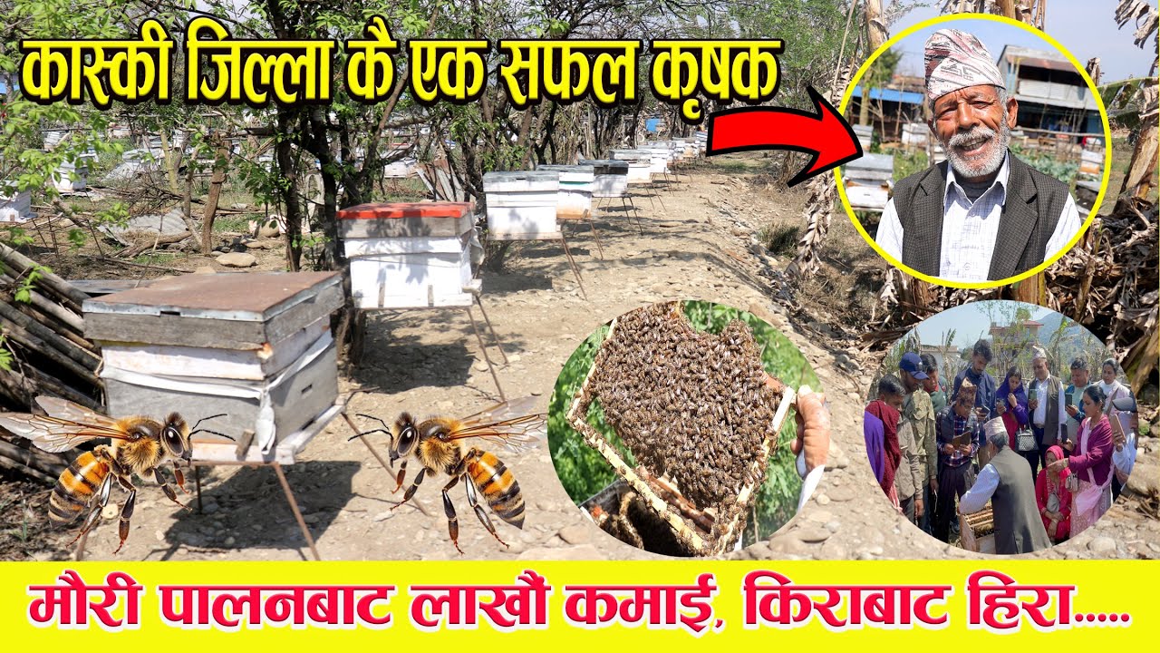 Mauri Palan Kasari Garne - कास्की जिल्ला कै उत्कृष्ट मौरी कृषक सँगको ...