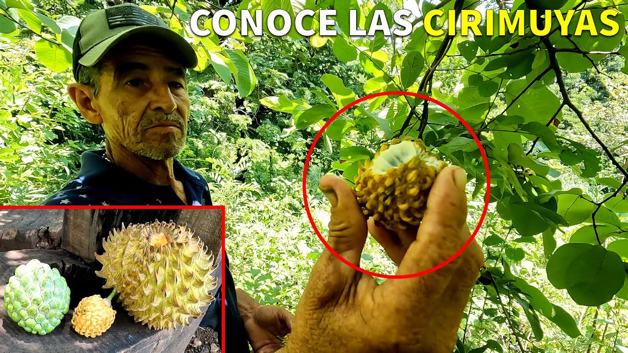 TRES DE LAS FRUTAS MÁS EXÓTICAS DE EL SALVADOR! FRUTAS DEL MONTE - YouTube