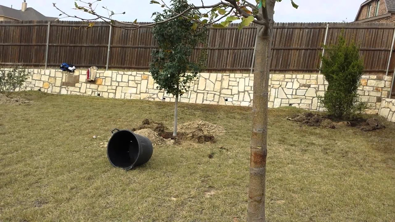 Tree planting in really bad soil - YouTube
