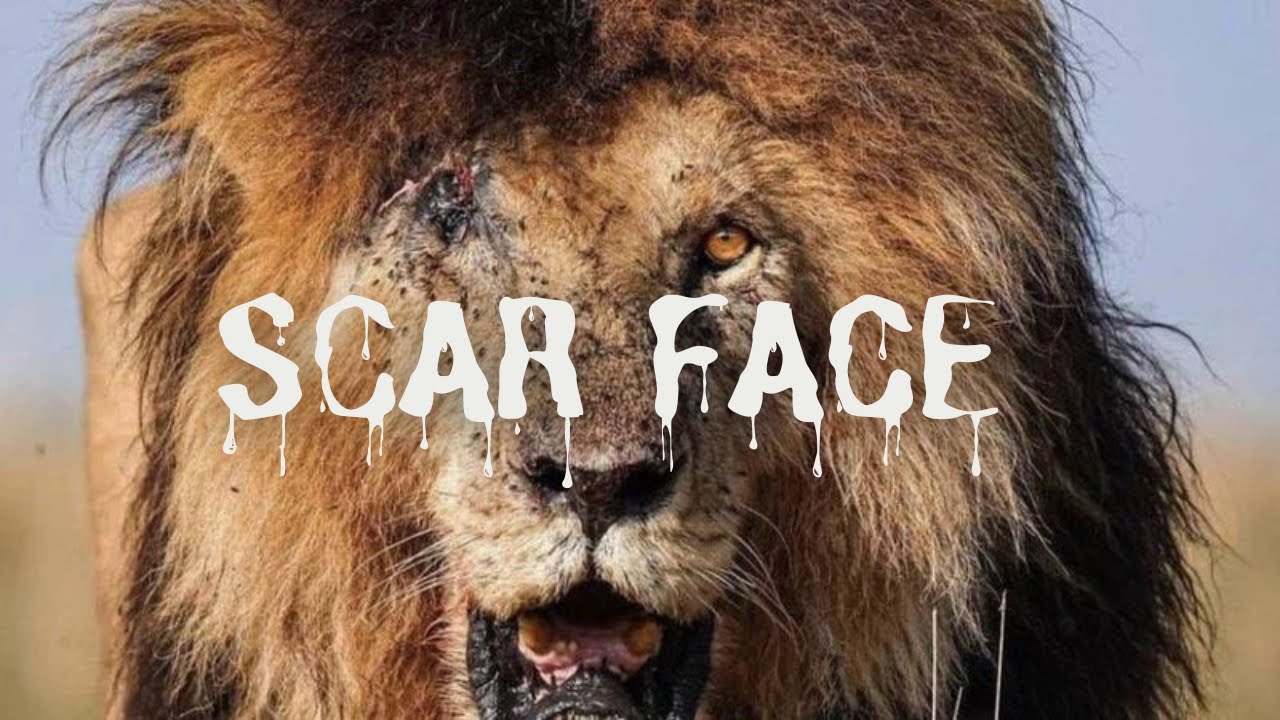 Scar Face: The Brave King of the Jungle | Lion Story - YouTube