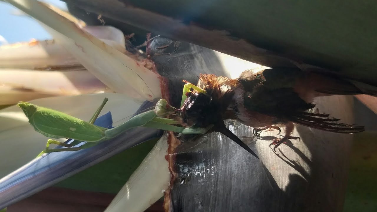 A Praying Mantis devours A Humming Bird - YouTube