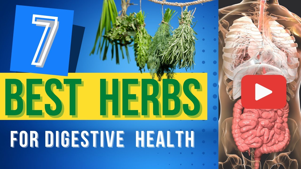 Best herbs for Digestive Health - Natural Way to Improve your digestion ...