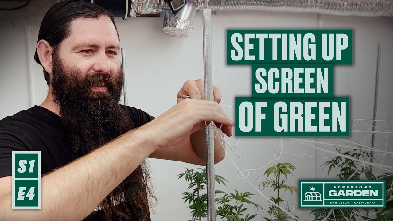 S1|E4 How To SCROG, Installing our Screen Of Green Trellis | Homegrown ...