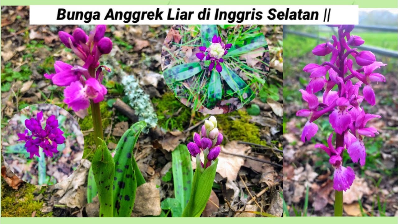 Bunga Anggrek Liar, di Inggris Selatan || - YouTube