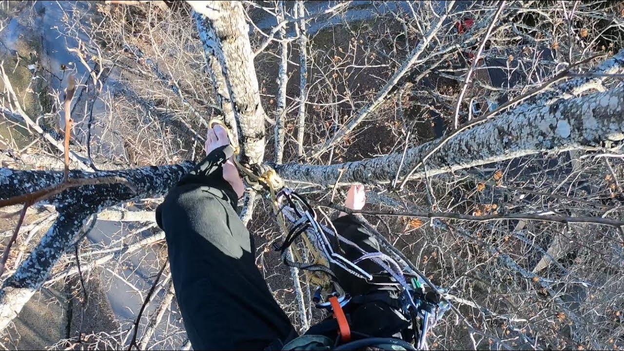 Tree Climbing - Removing Dead Limbs from a Tulip Poplar - YouTube