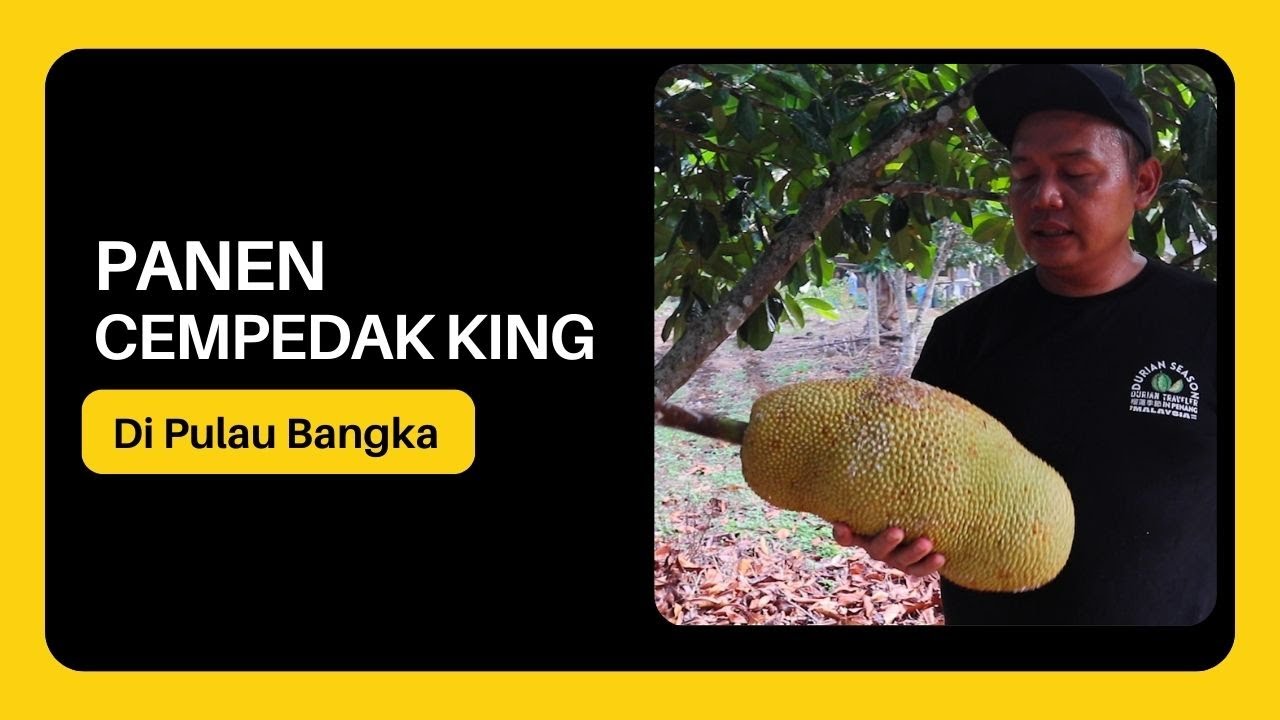 NANGKA CEMPEDAK KING DARI BANGKA. TANAM DI BATAS KEBUN DURIAN !!! - YouTube