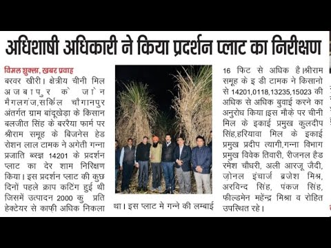 Colk 14201 sugercane - YouTube