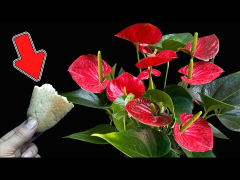 Sadece 1 Parça Ekmek! Antoryum Asla Solmaz Ama Büyür ve Birçok Çiçek Açar