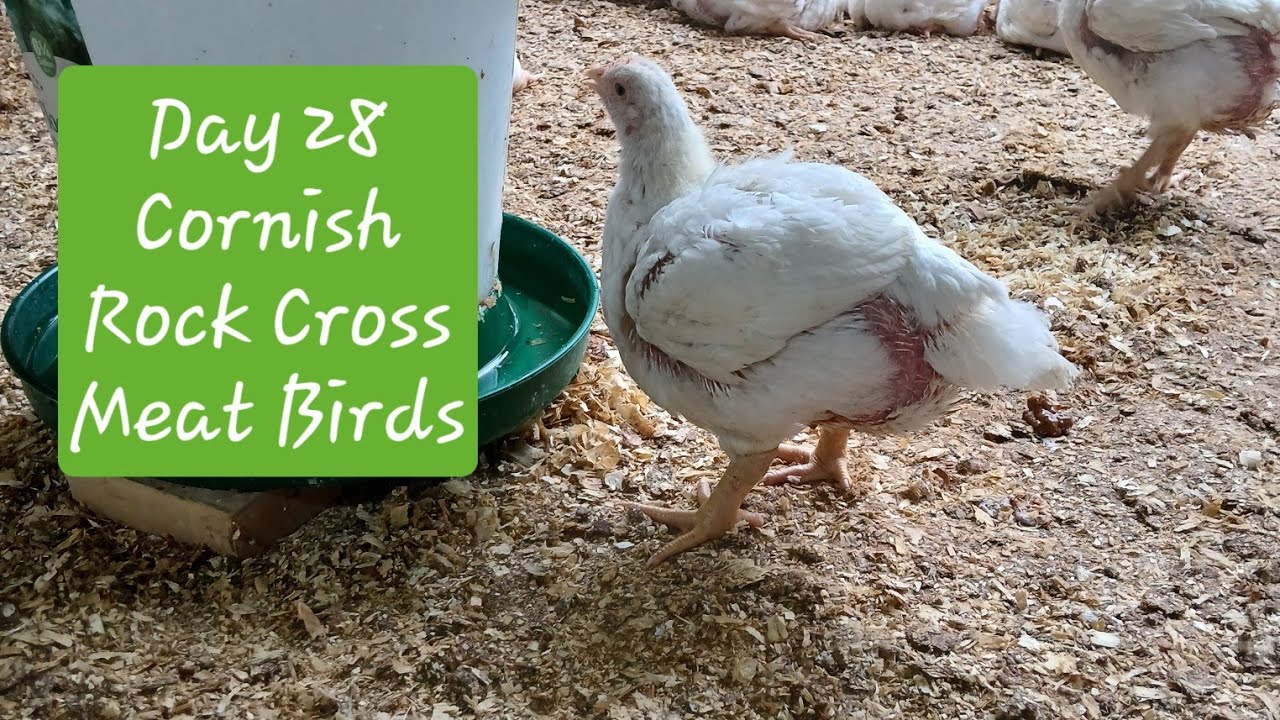 417 Cornish Rock Cross Meat Chickens Day 28...Exercising Meat Birds ...
