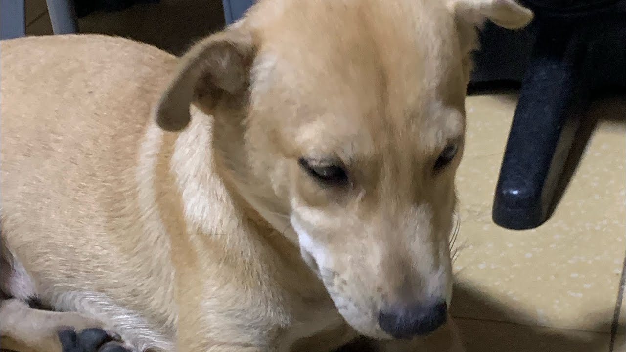 Embrace the Strays - Advocacy for Stray Animals (Purposive ...