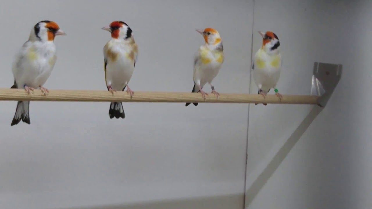 szczygły syberyjskie, carduelis major, cardellino mayor agata, witkop ...